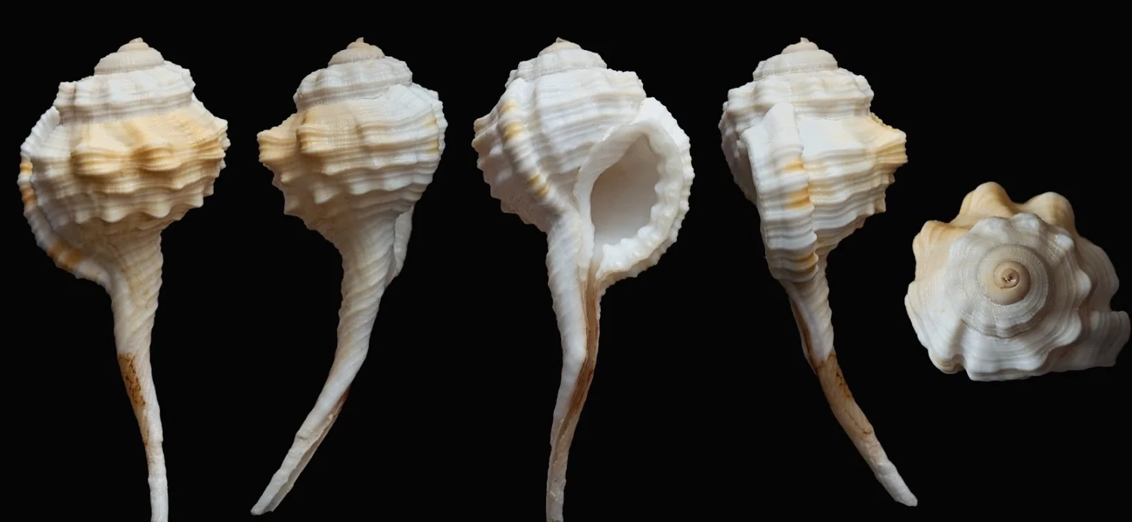 LARGE SIZE HELMET SEA SHELL RED CONCH SHELL Cypraecassis Rufa Seashell ...