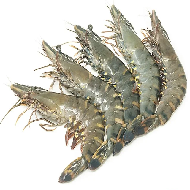 Premium Grade Fresh Frozen Vannamei White Shrimp/fresh Frozen Prawn For ...