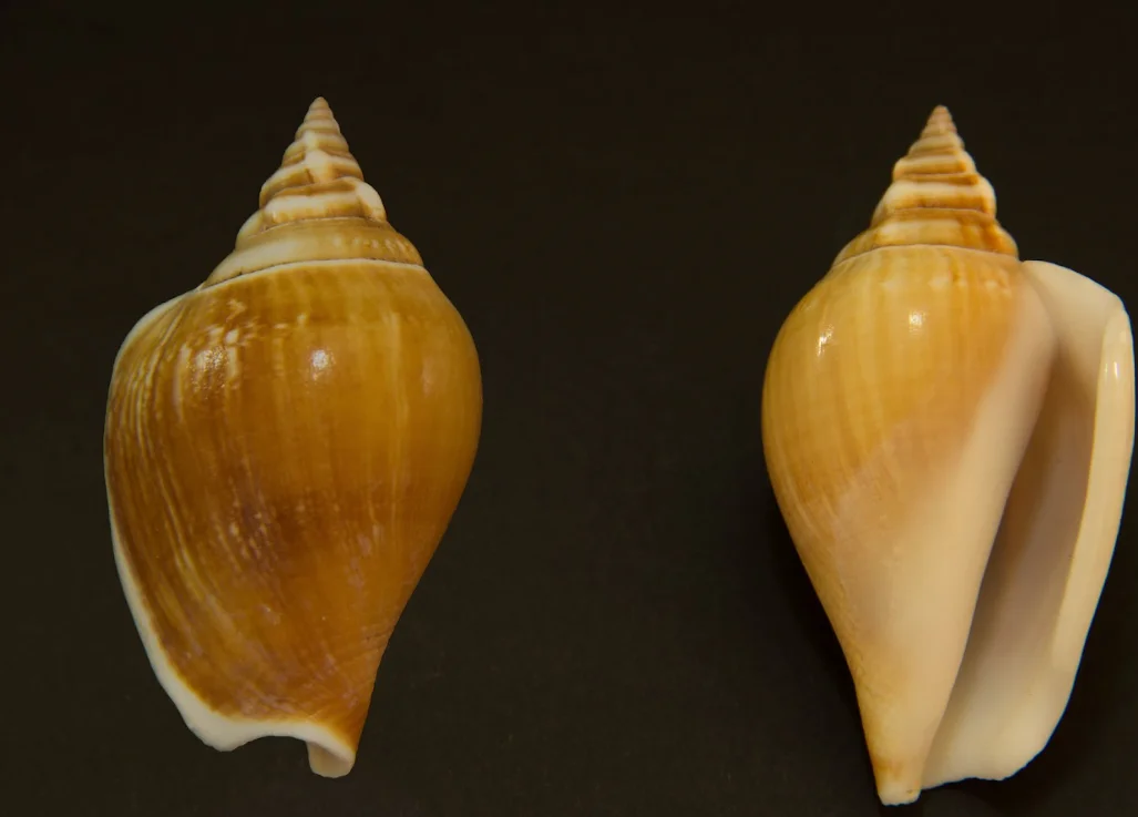 Vietnamese Hexaplex Murex Nigritis Sea Shell - Good Price High Quality ...