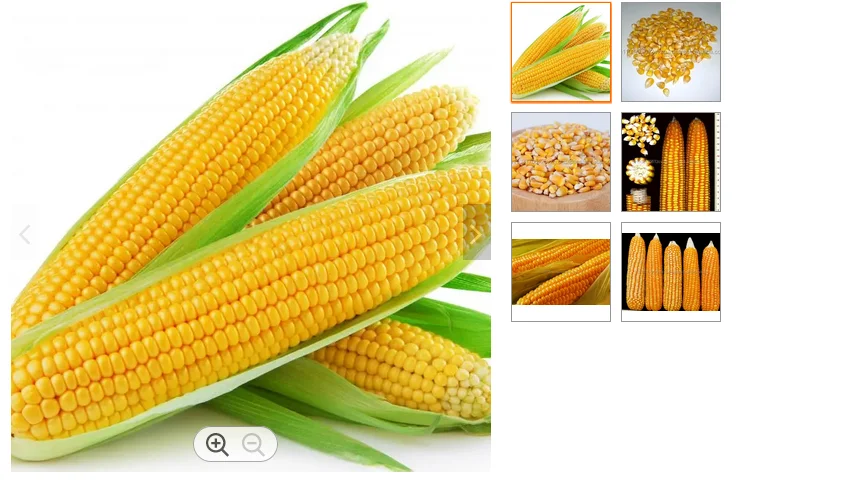 Best Quality Bulk Black Corn / Fresh Farm Black Corn / Fresh Black Corn ...