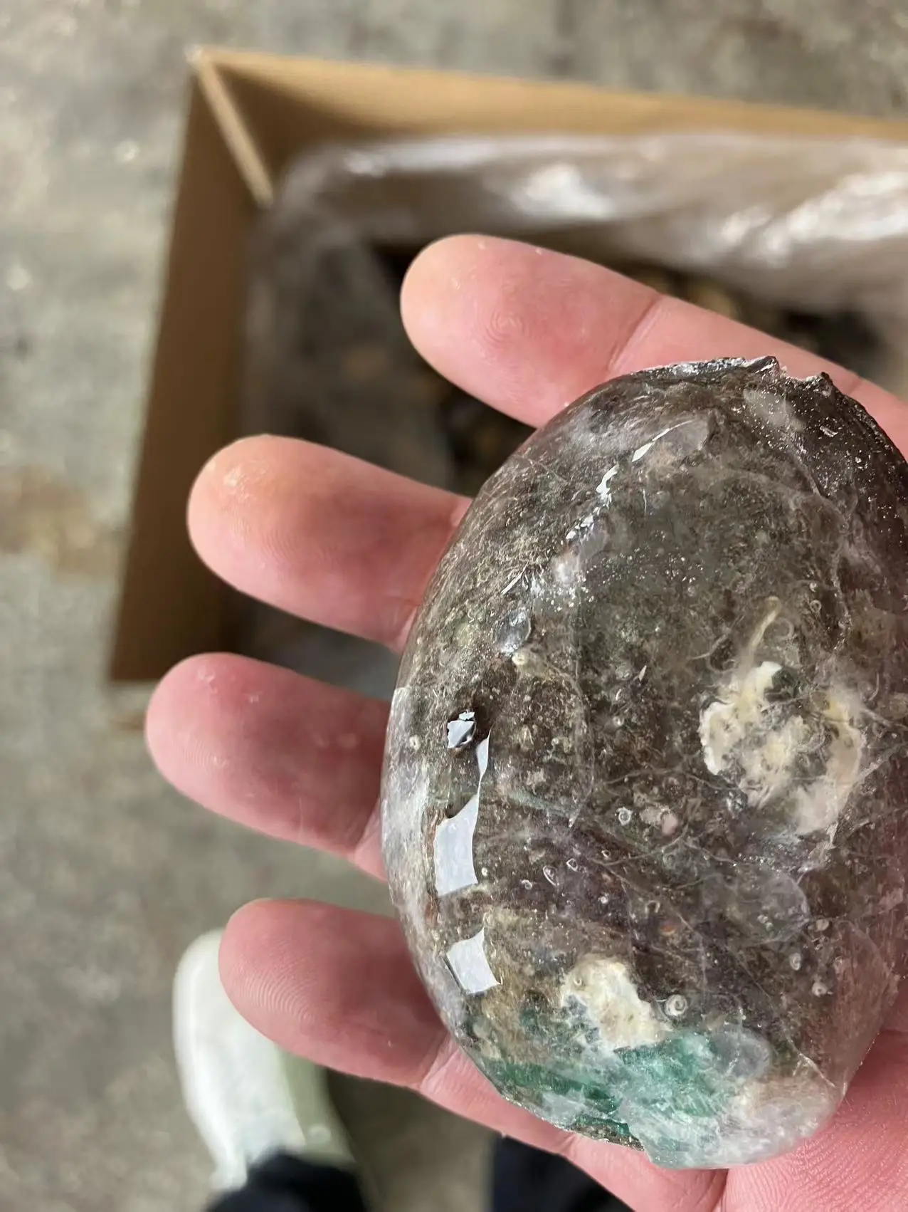 Competitive Frozen Abalone Shell-on IQF Boiled Abalone Meat Chinese ...