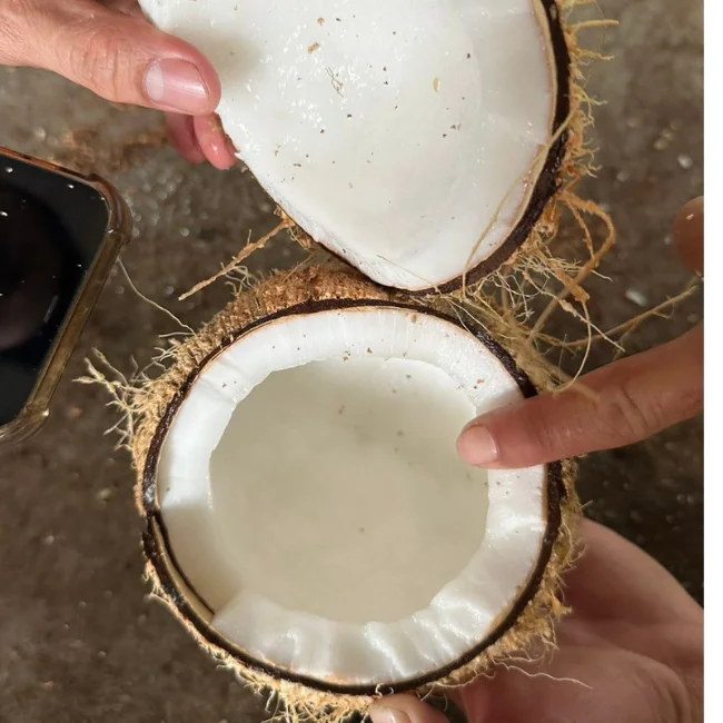 Low-cost Coconut Export Solutions From Vn Agriculture - Buy Tropical ...