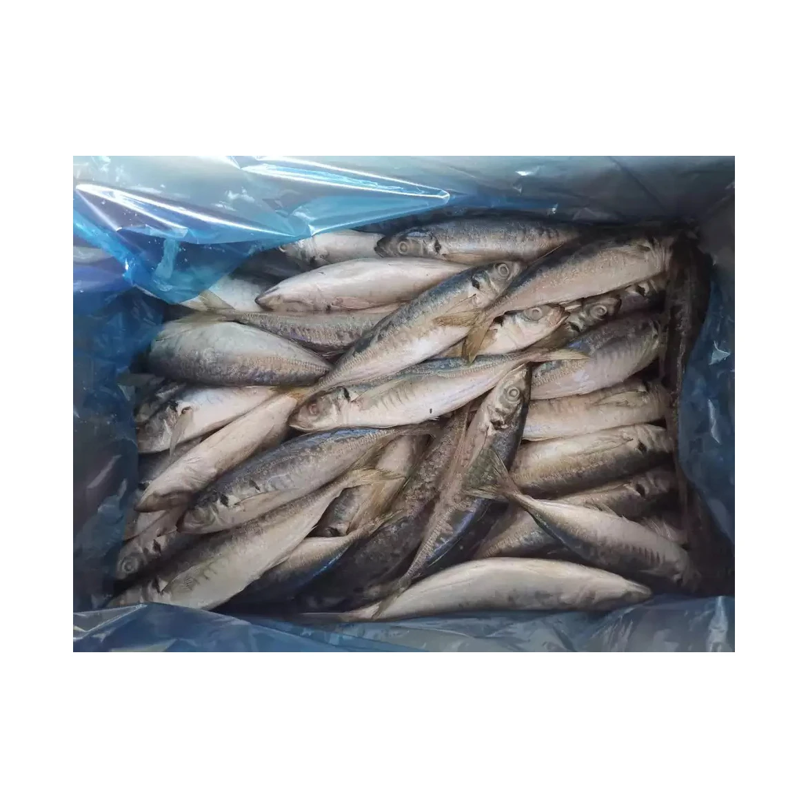 Horse Horse Mackerel Fish Frozen / Hotsale Fresh / Mackerel Fish ...