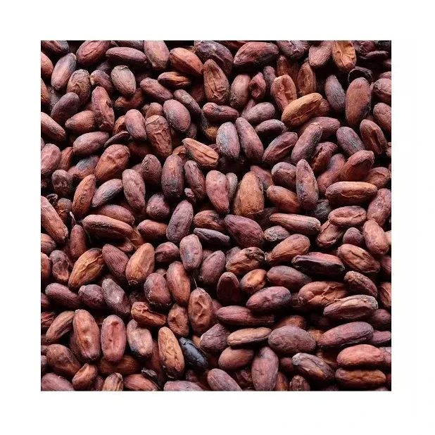 Sun Dried Raw Cocoa Beans - High Quality & Custom Packing