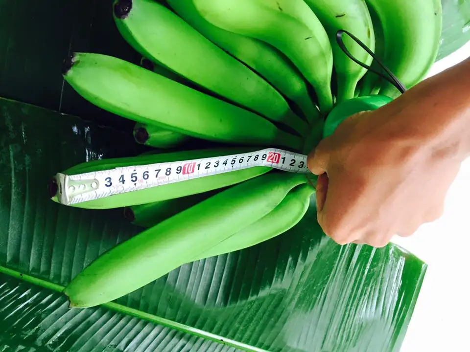 Fresh Green Cavendish Bananas Tropical Fruit Ready To Export 100% ...
