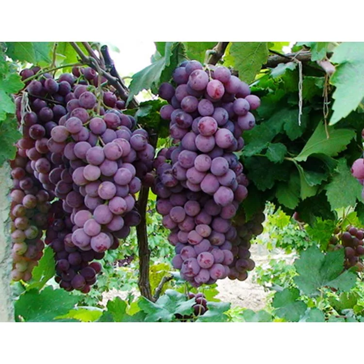 Fresh Table Grapes Superior Seedless Green,Crimson Thompson Flame Red ...