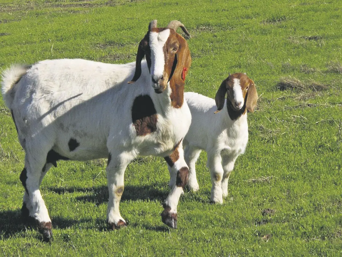 Wholesale Boer Goat / Saanen Goats For Sale In Livestock Farm - Buy Live Goat For Sale,Alive ...