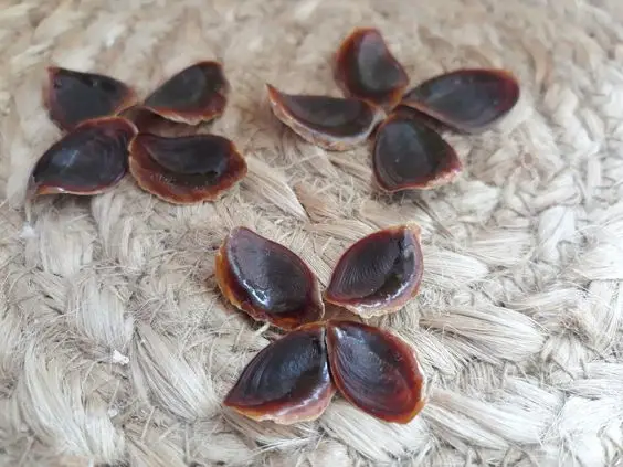 Promotional Murex Operculum Seashells / Gastropods Operculum Shells ...