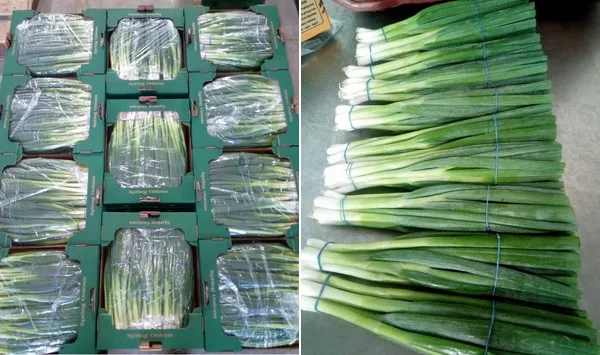 Fresh Green Union Spring Union From Egypt High Quality Cheap Price ...