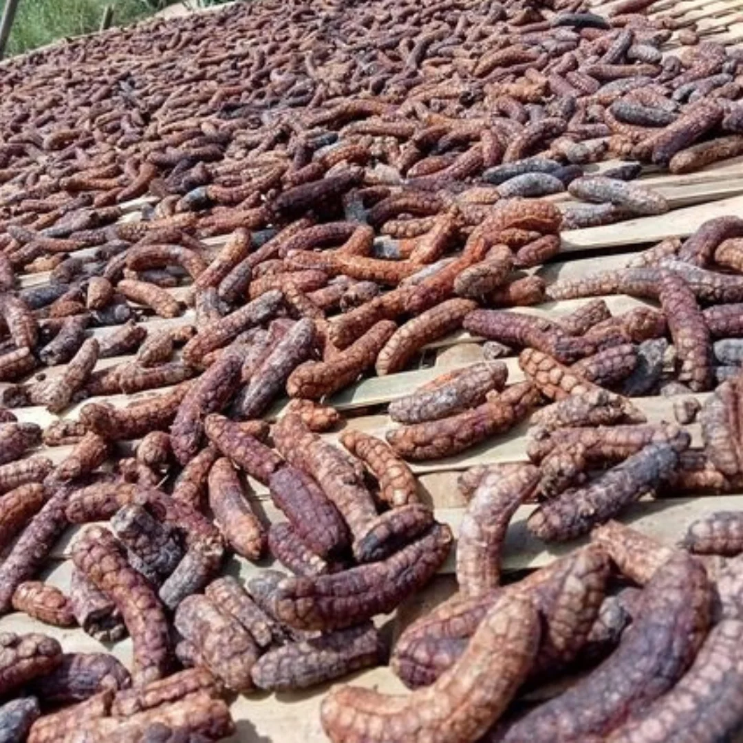 Dried Jungle Pip Banana/ Dried Wild Banana Seeds From Natural Forest ...
