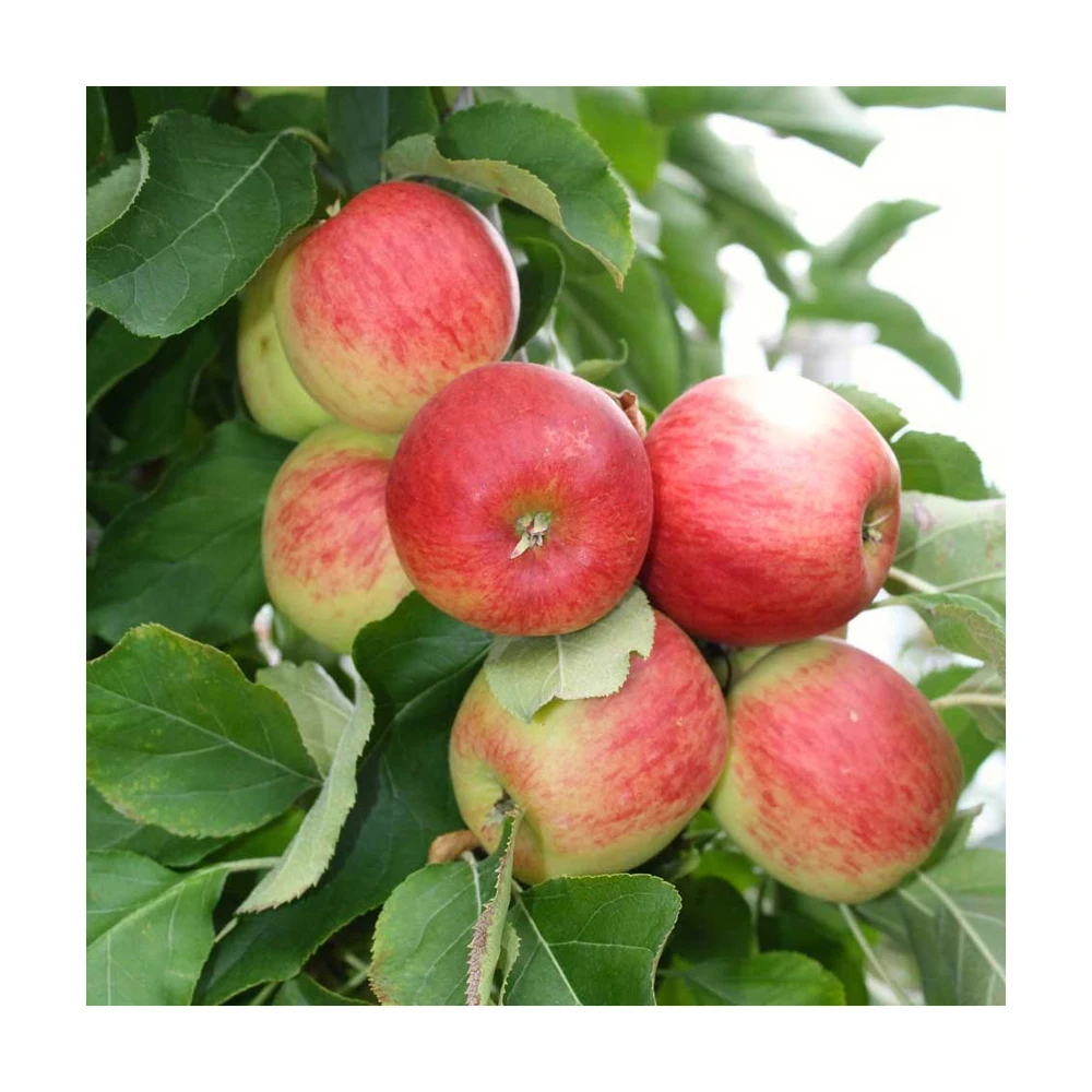 Fresh Apple/red Fresh Apple/ Tropical Fruit - Buy Buy Fresh Red ...