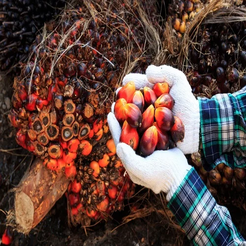 High Quality Refined Palm Oil / Palm Oil - Olein Cp10 Cp8 Cp6 For ...