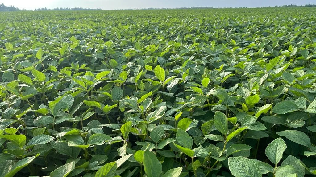 Kore Npk-1 350 Ml Chemical Polymeric Fertilizer For Foliar Treatment ...