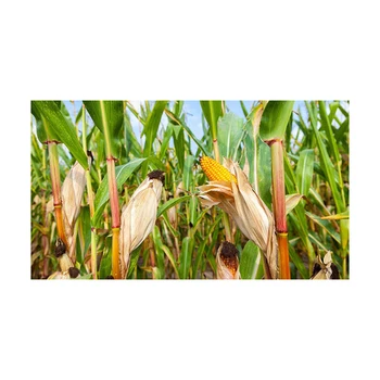Wholesale Canadian Sweet Yellow Corn For Animal Feed And Human ...