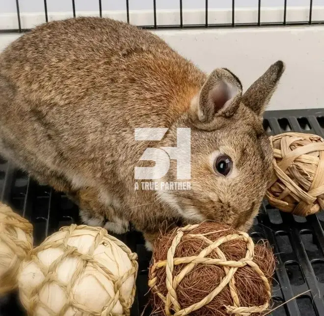 The Best Toy For Your Pet's Teeth Coconut Fiber Balls Made In Vietnam ...