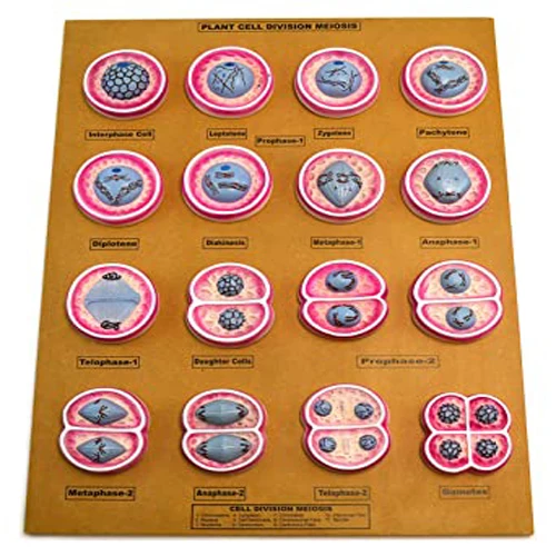 Plant Cell Division (MEIOSIS) - Biology Education Tool