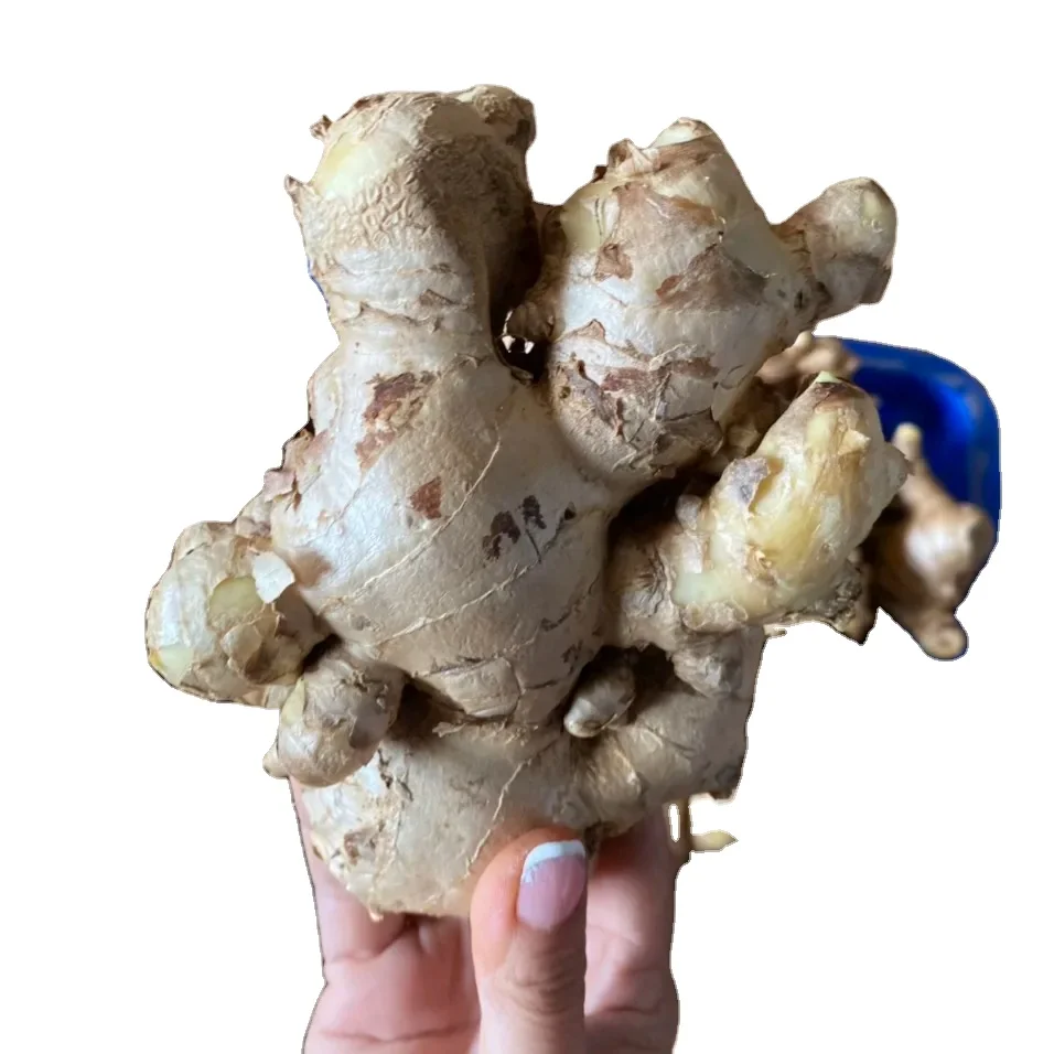 Vietnam New Crop Seedless Lemon Lime Grapefruit Fresh Citrus Fruit with ...