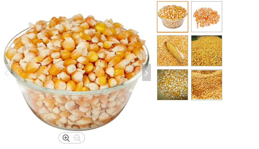 Best Quality Bulk Black Corn / Fresh Farm Black Corn / Fresh Black Corn ...