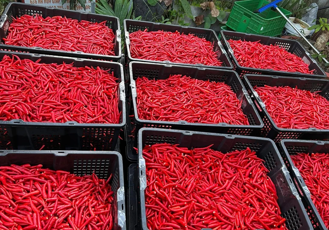 Fresh Chili Super Hot Big Fire Chili Cultivated In Vietnam - Natural ...