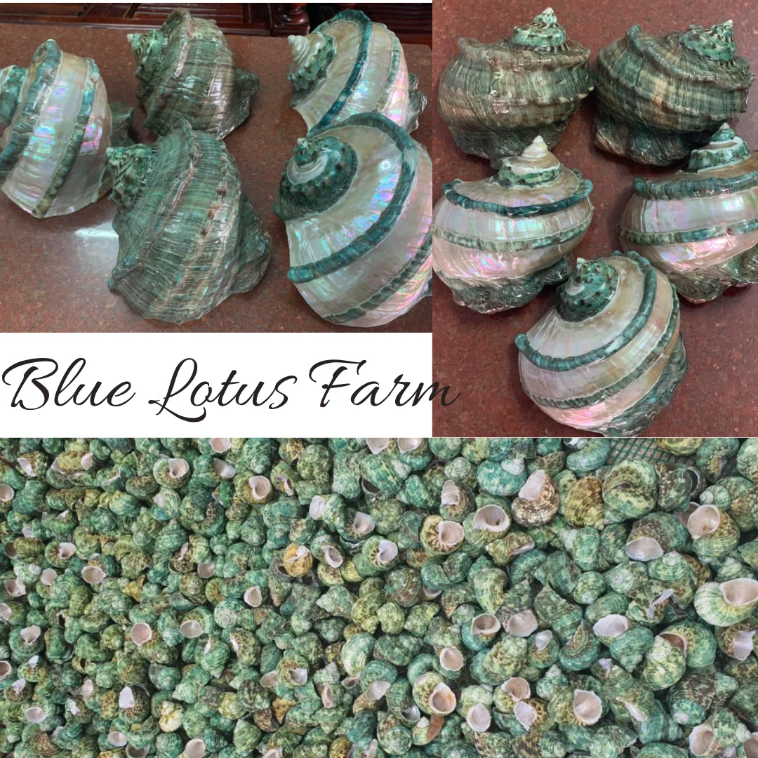 Vietnam Breastfeeding Baby Shells Seashell Limpet Handicraft for Bra ...