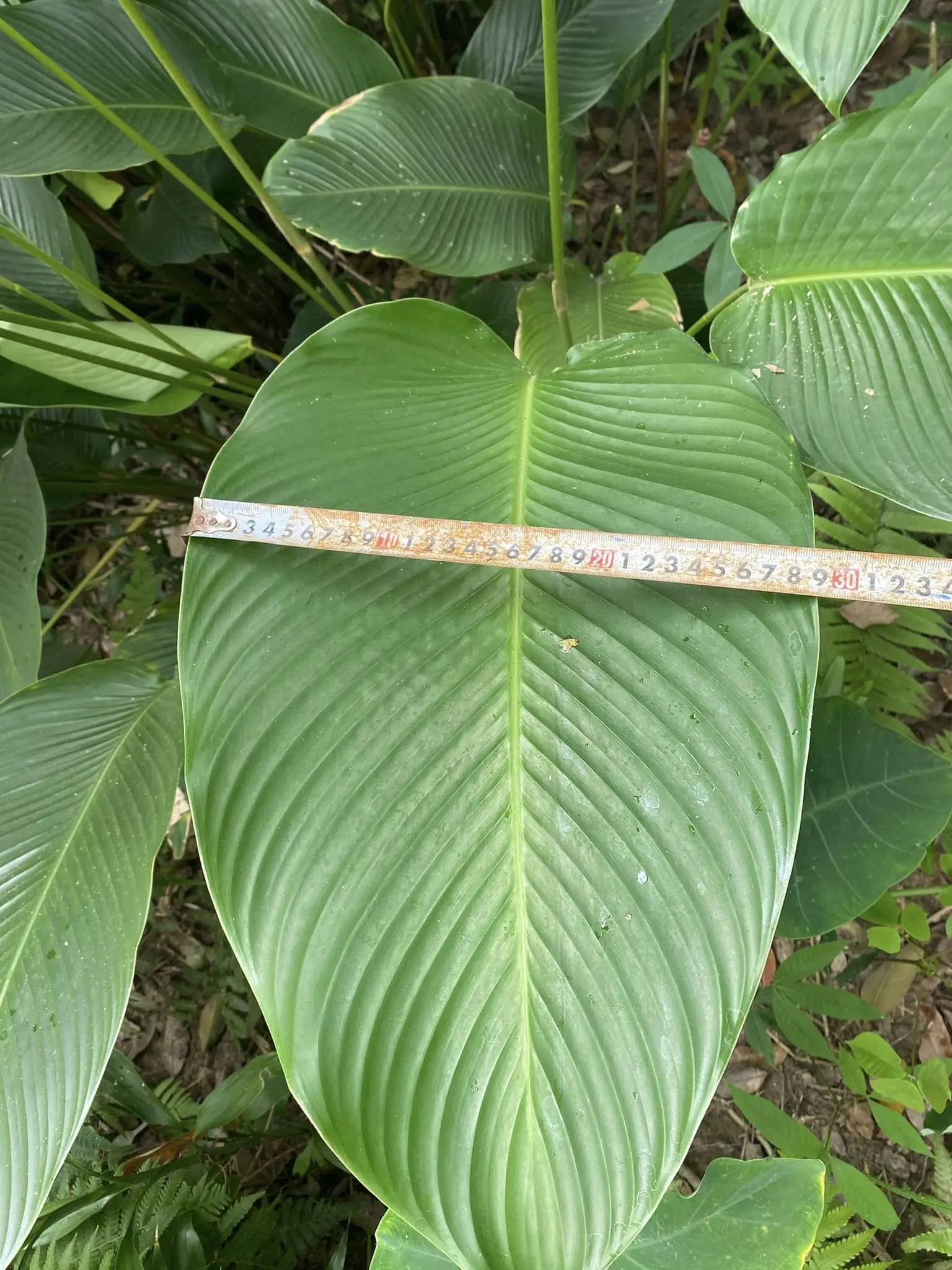 Dong Leaf Wrap Food Friendly With Environment And Cheap Price From ...
