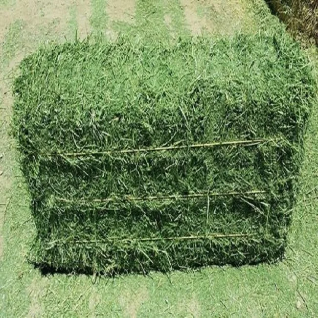 Top Quality Alfalfa Hay / Alfalfa Hay Pellets / Wheat Bran Pellets ...