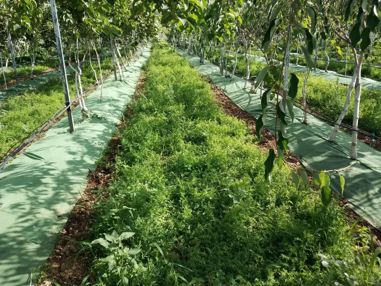 Garden Weed Barrier 1.2m X 65m Weed Block Fabric Heavy Duty 4ft X 200ft ...