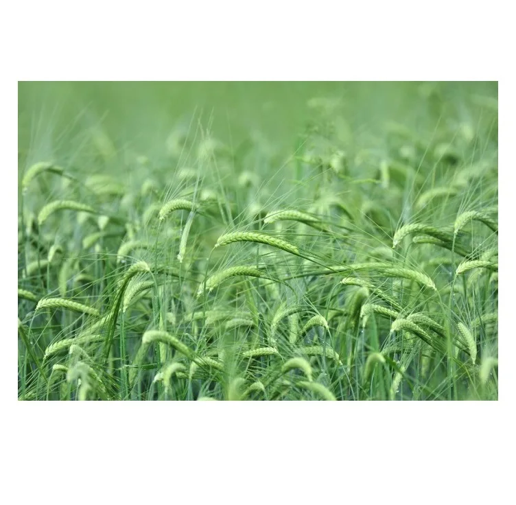Premium Barley Seeds/animal Feed Barley - Buy Barley Peanut Candy ...