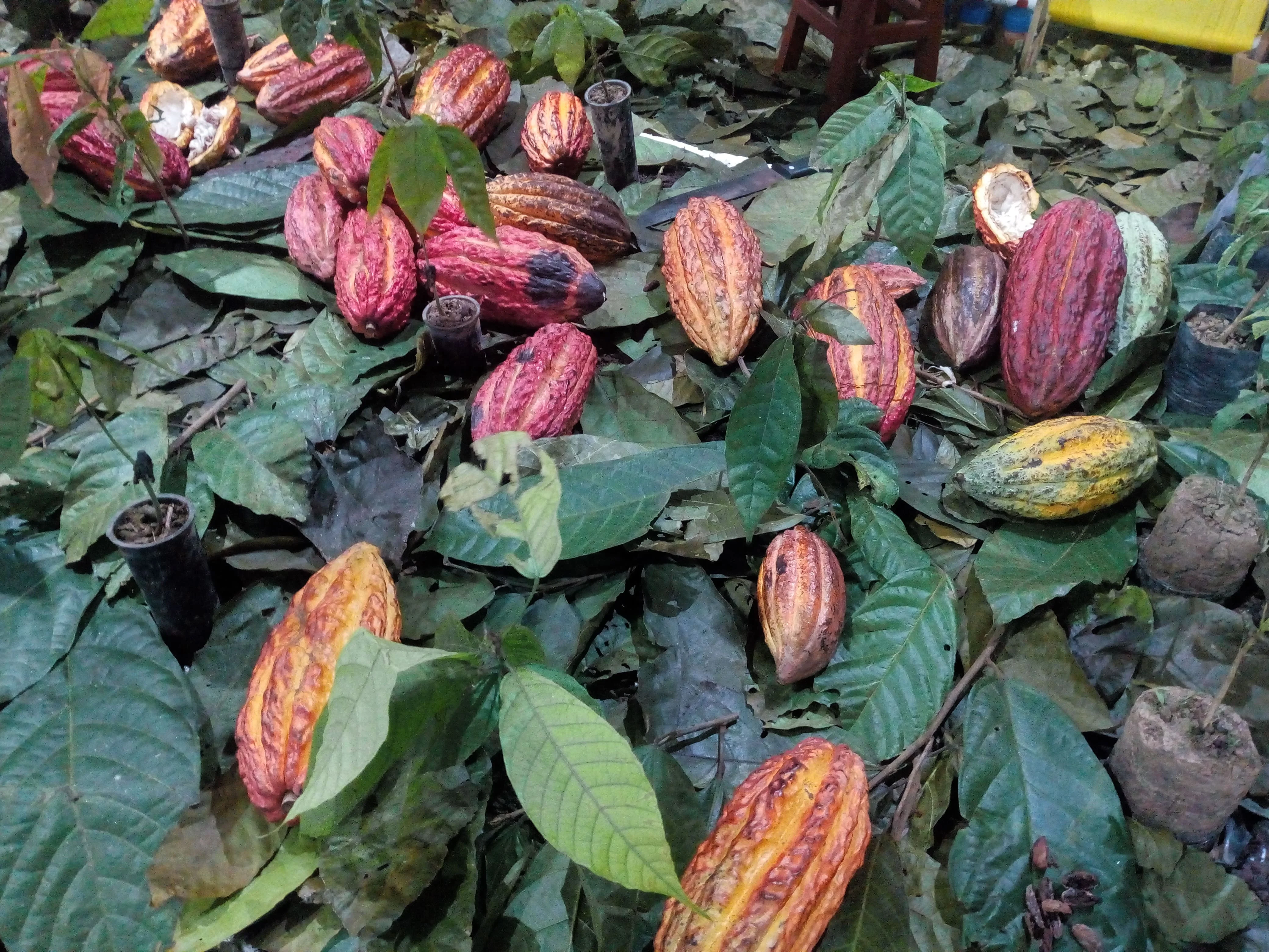 High Quality Organic Cacao Nibs - Peruvian Theobroma Cacao Criollo ...