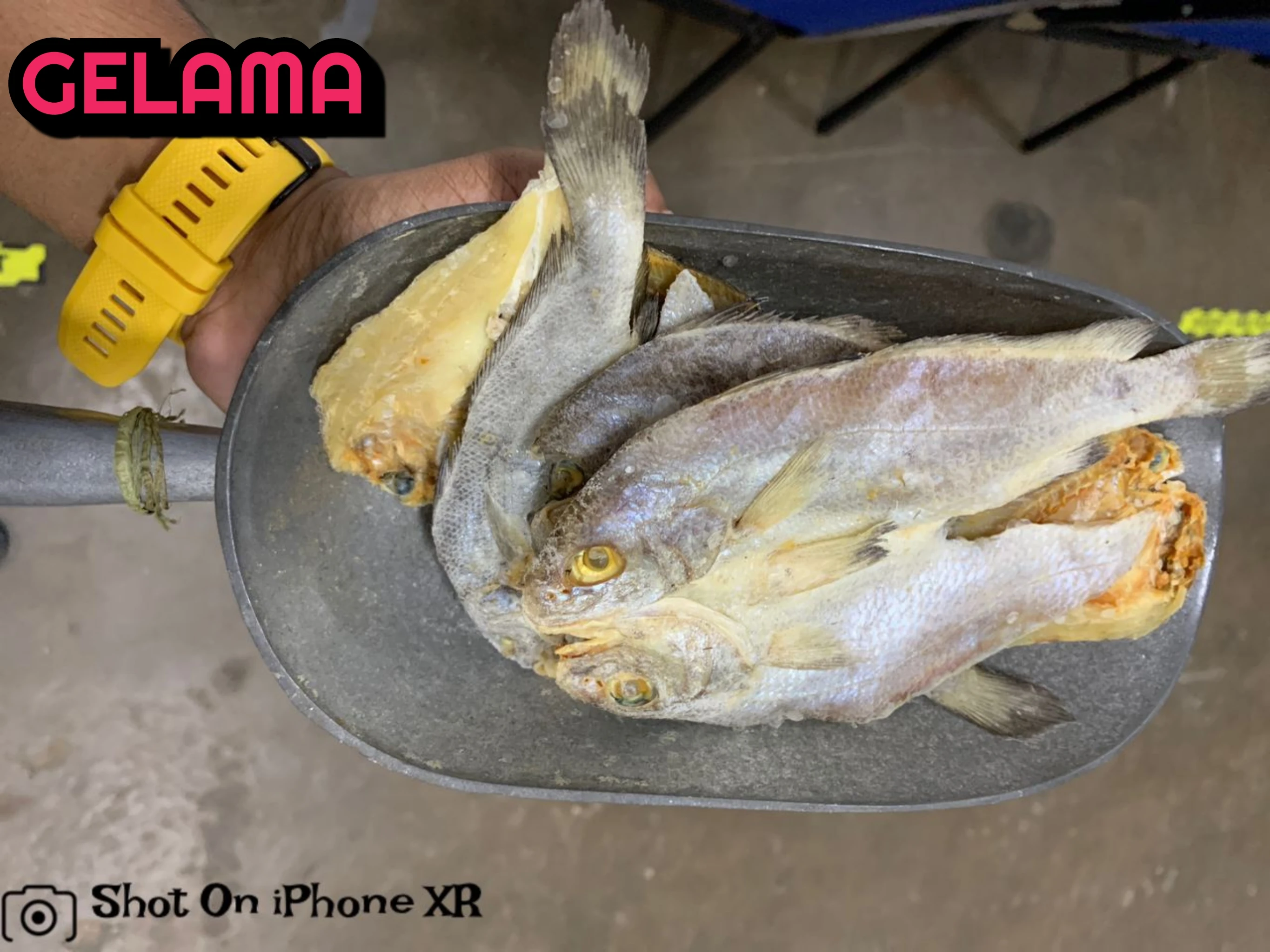 Dried Seafood Malaysia Dry Salted Fish Ikan Masin Gelama Salted Gelama ...