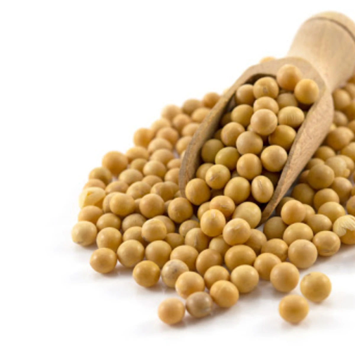 Gmo And Non Gmo Soyabean/soybean For Sale Soybeans Soya Soja Bean ...