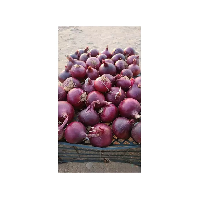 Fresh Egyptian Red Onion For Sale - Buy New Crop 100 Mm Fresh Egyptian ...