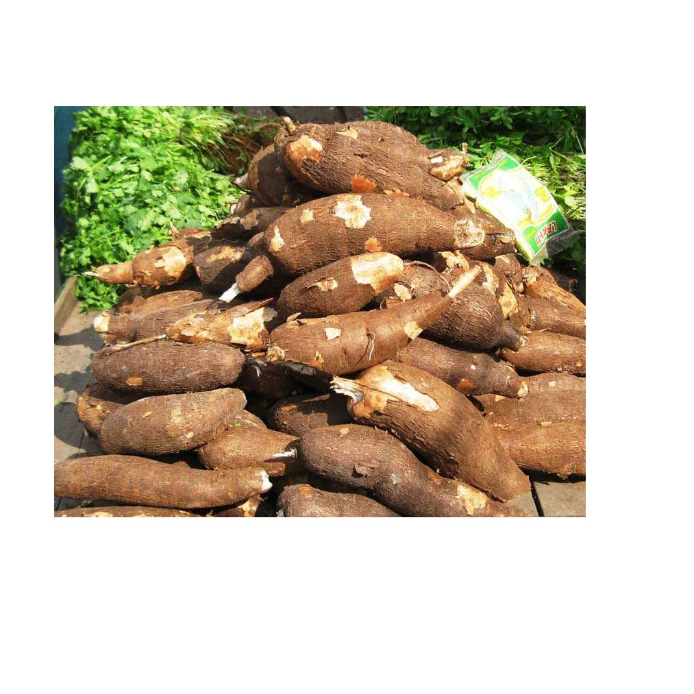 Fresh Cassava Best Quality ( Manioc/ Tapioca / Yuca / Macaxeira ...