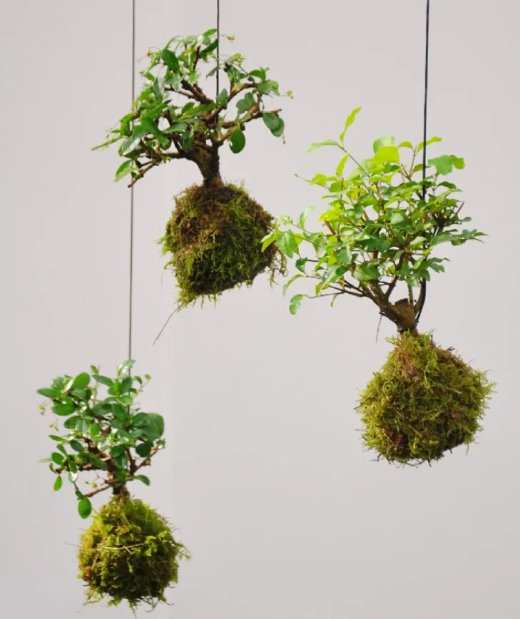 Forest Green Moss for Planting Keep Warm for Trees From Vietnam ...