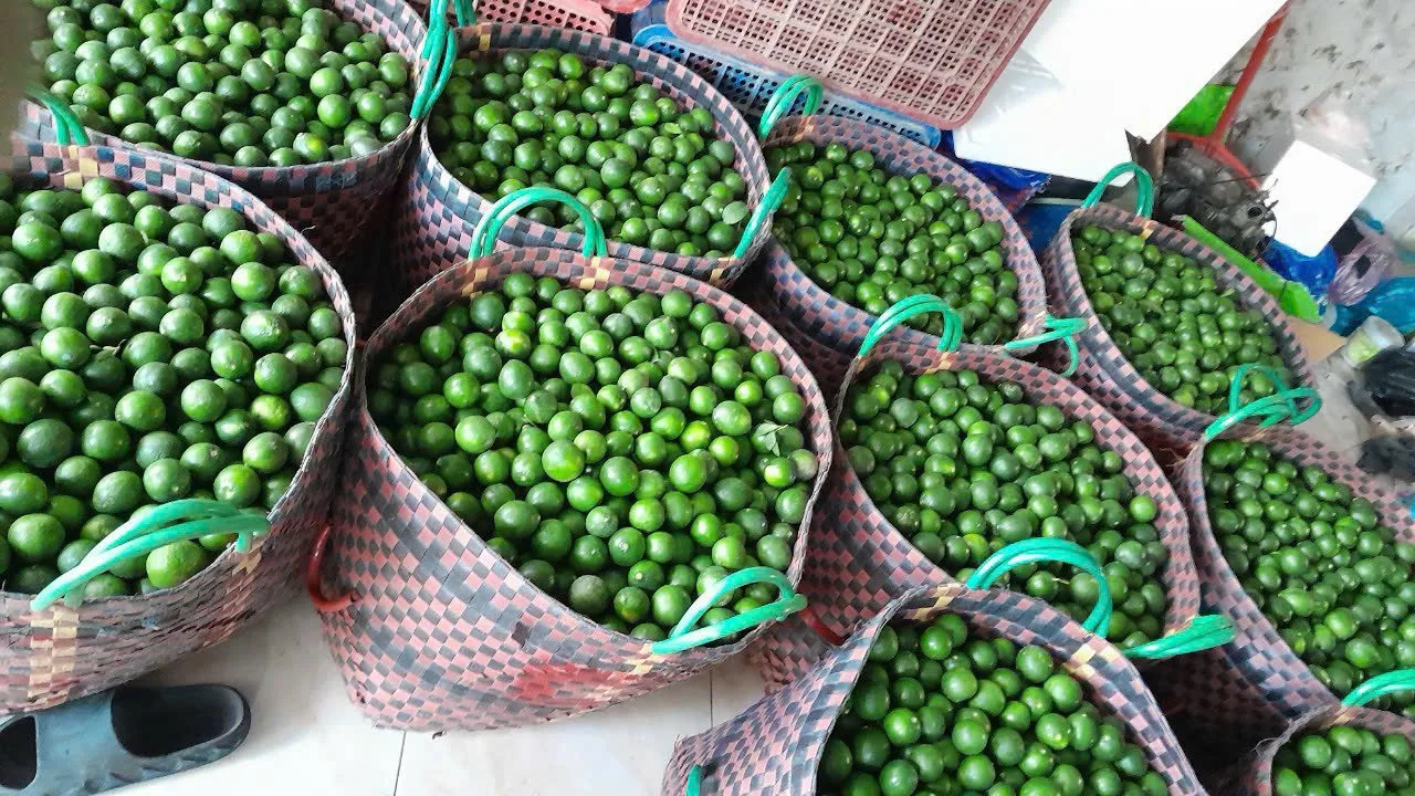 Vietnam New Crop 2024 Seedless Lime And Lemon Competitive Price Fresh ...