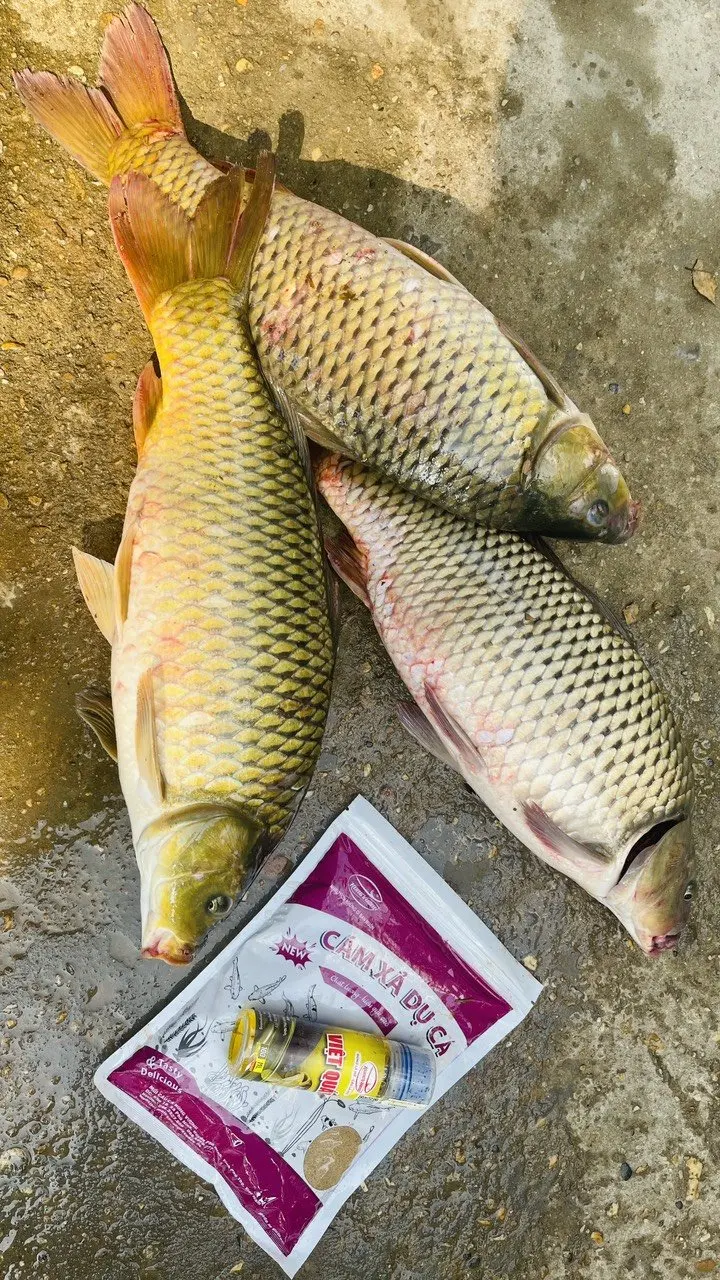 The Special Blueberry Flavor Fishing Intelligent Fishing Bait Flavour ...