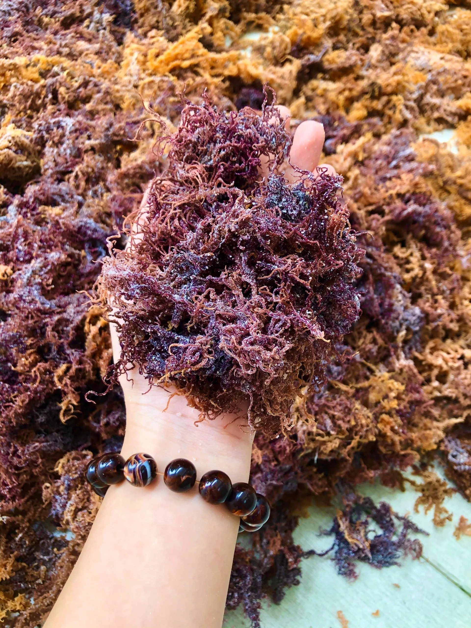 Hot Trending Sea Moss / Irish Moss From Vietnam / Best Supplier- Best ...