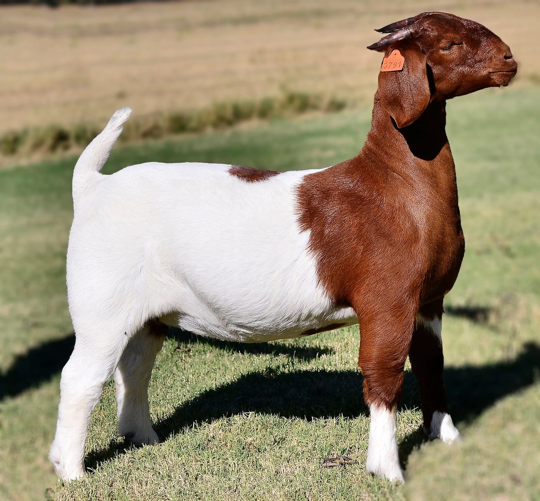 Alive Healthy Full Blood Boer Goat,Saanen Goat,Cows - Buy Boer Goat ...