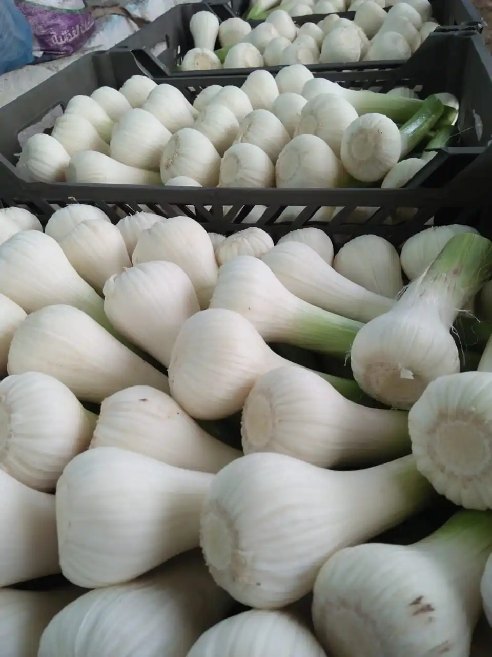 Fresh Chinese Garlic,Crop 2023,Exported From Egypt - Buy Chinese Garlic ...