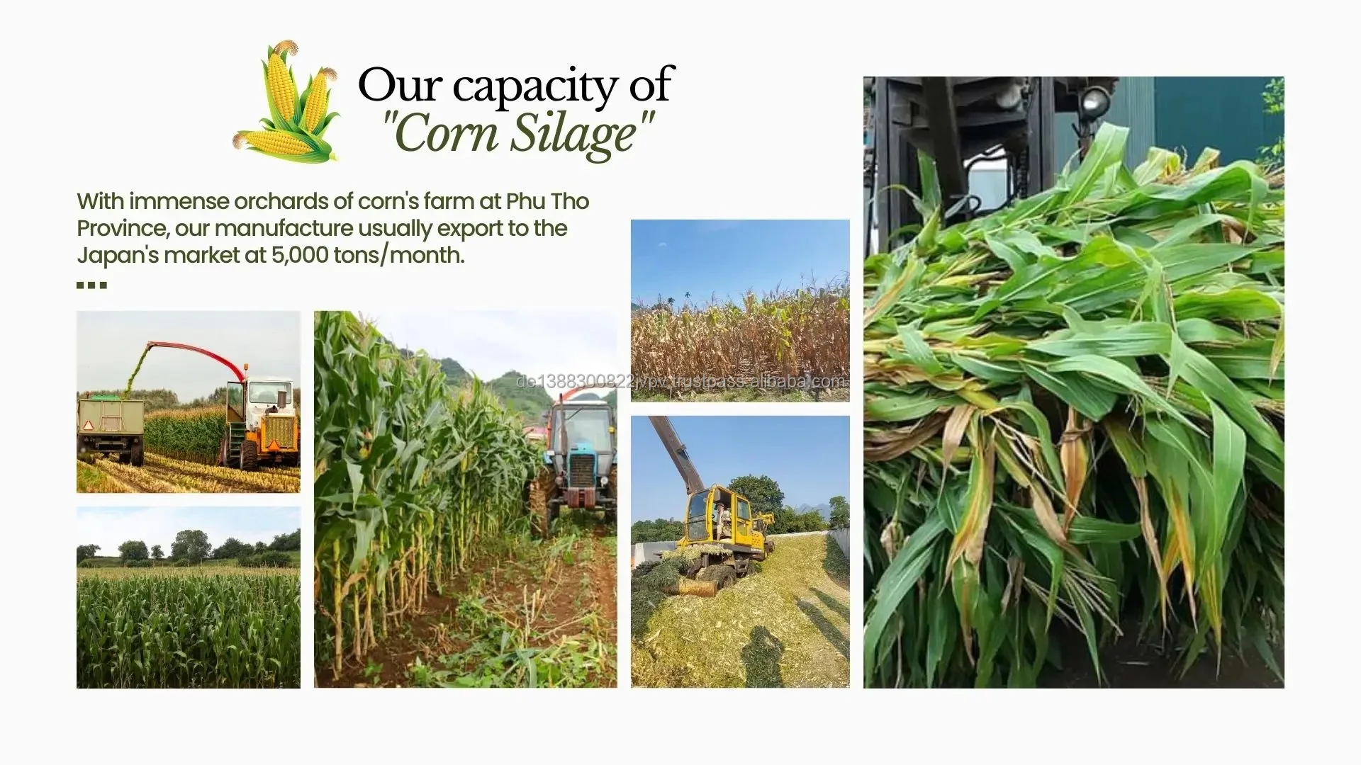 Silage Corn / Maize Silage Meal / Maize Silage Animal Feed - Buy Corn ...