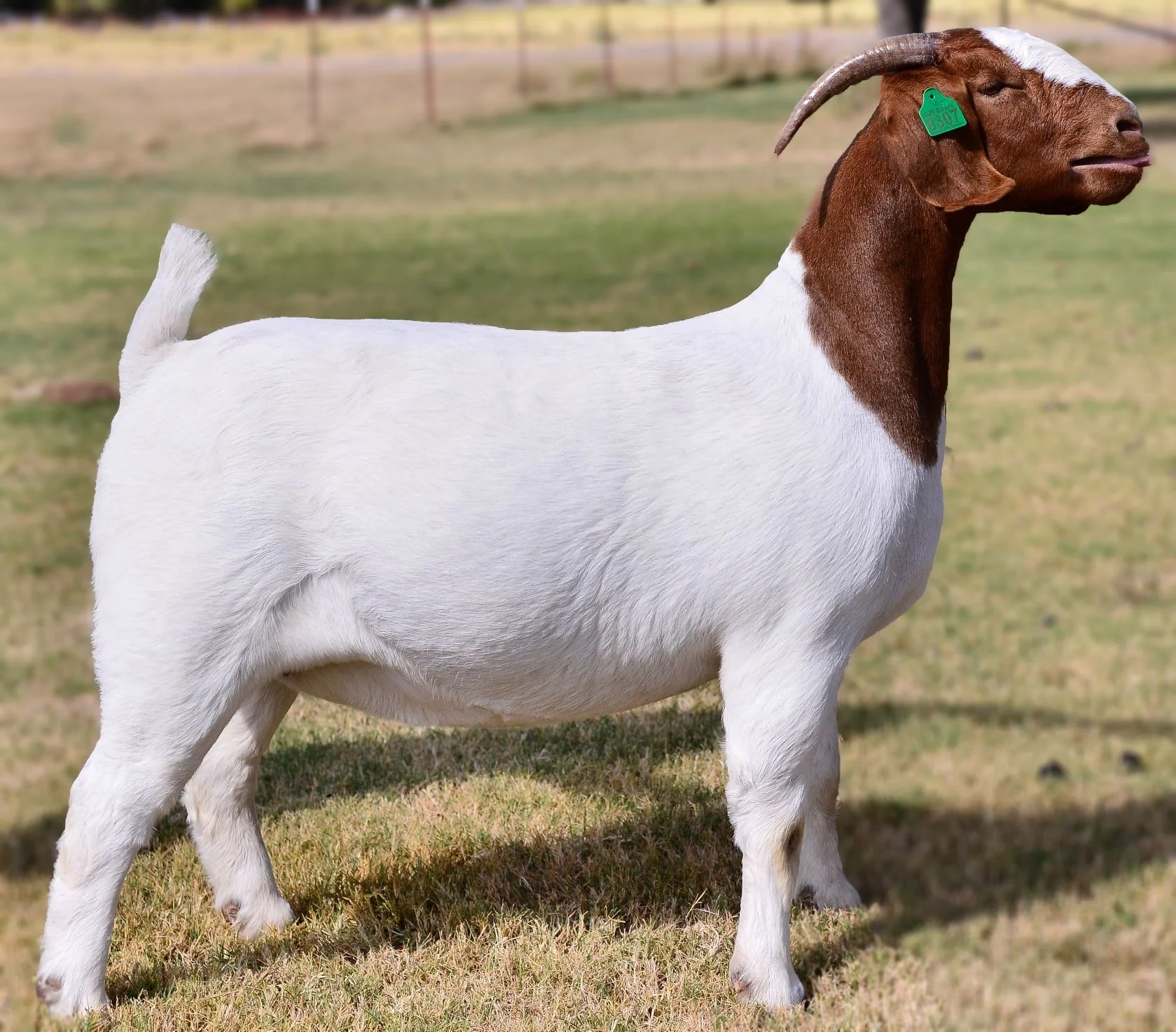 Certified Boer Goats Ready For All Purpose Nutrition - Buy Boer Goat Goat Meat Livestock Live ...