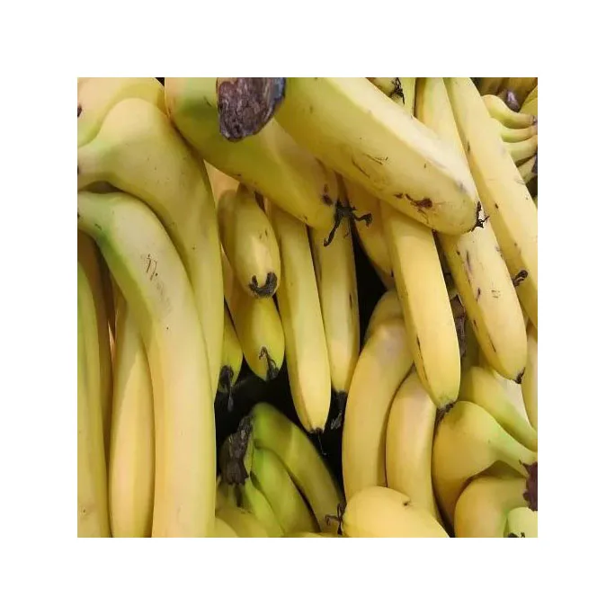 G9 Fresh Indian Cavendish Premium Bananas/fresh Fruits! - Buy Fresh ...