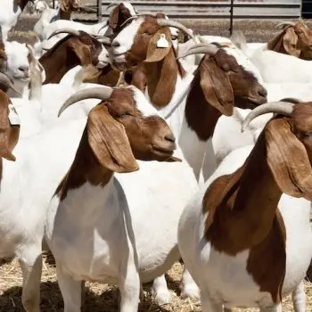 100% Full Blood Live Boer Goats / 100% Pure Blood Mature Boar Goat - Buy Live Boer Goat,Alive ...