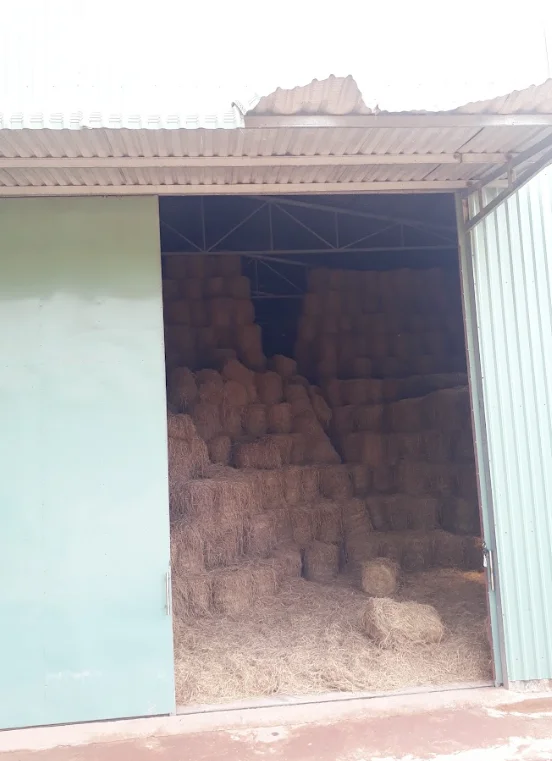 Wholesale Dried Raw Paddy Straw - Haverst Leftover Residue Paddy Rice ...