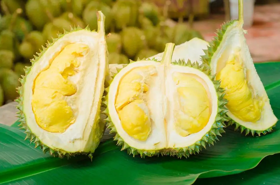 Iqf Frozen Monthong Durian Of Vietnam Premium Quality Fresh Durian New ...