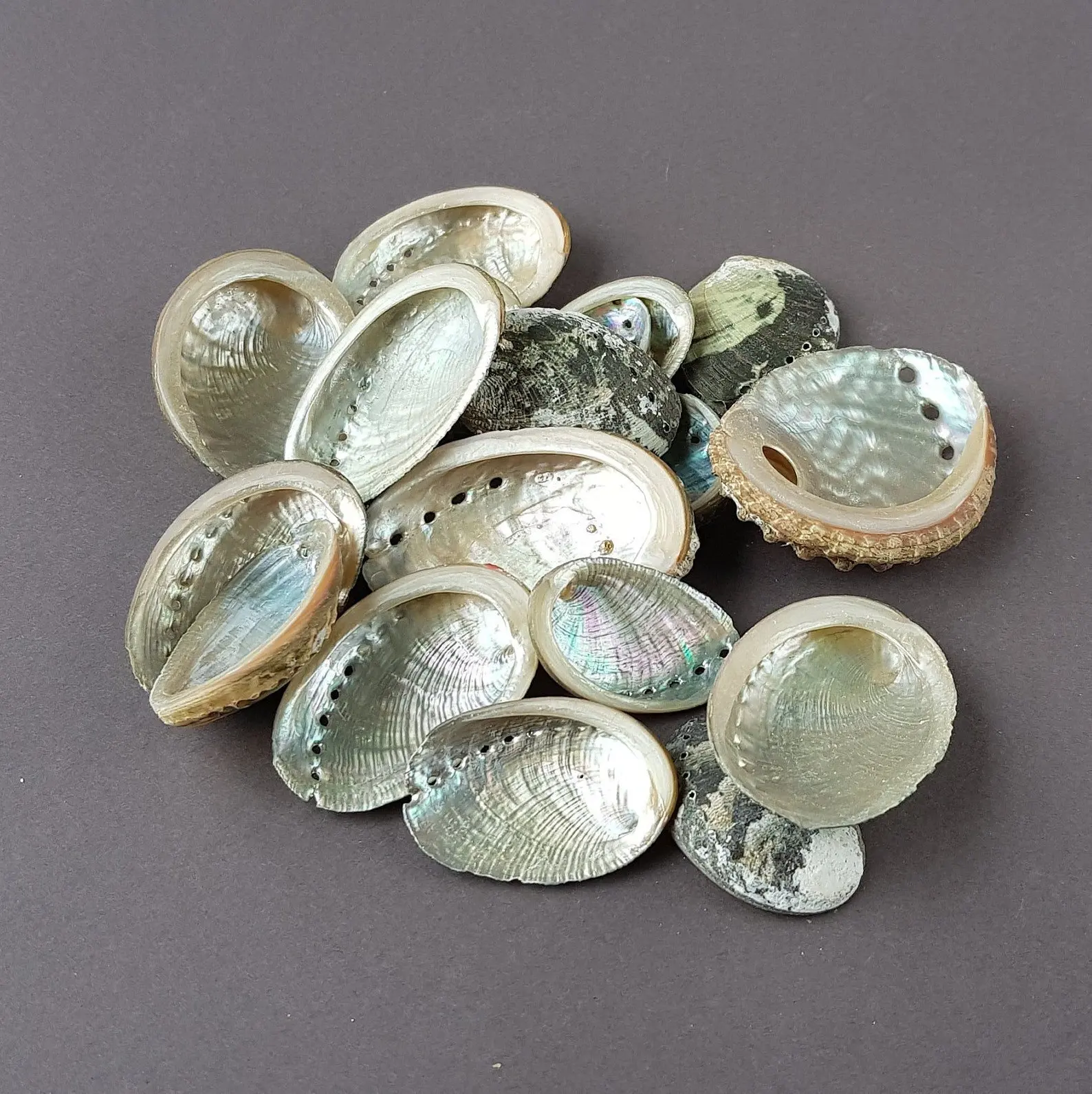 Wholesale White Blue Green Paua Abalone Shells for Crafts