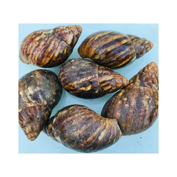 Frozen Sweet Snails Moon Apple Snail Meat With Best Price For Sale ...