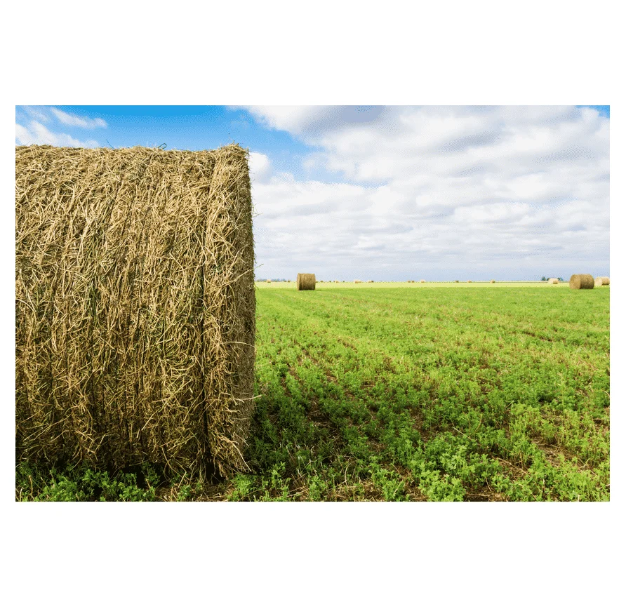 Alfalfa Hay With High Protein For Animal Feeding Timothy Hay/ Alfafa In ...