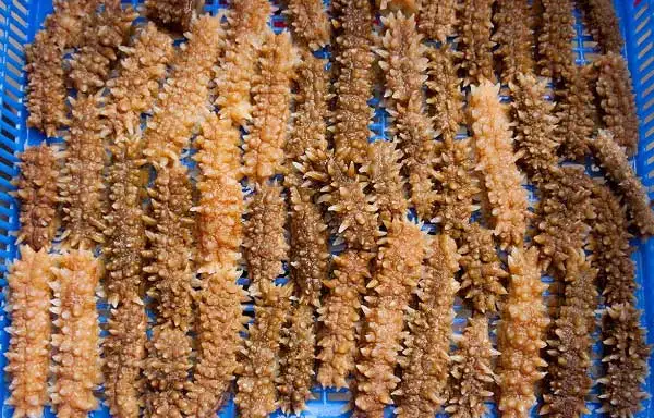 Wholesale Dried Concombre De Mer Dried Holothyrie Curry Fish Cucumber ...