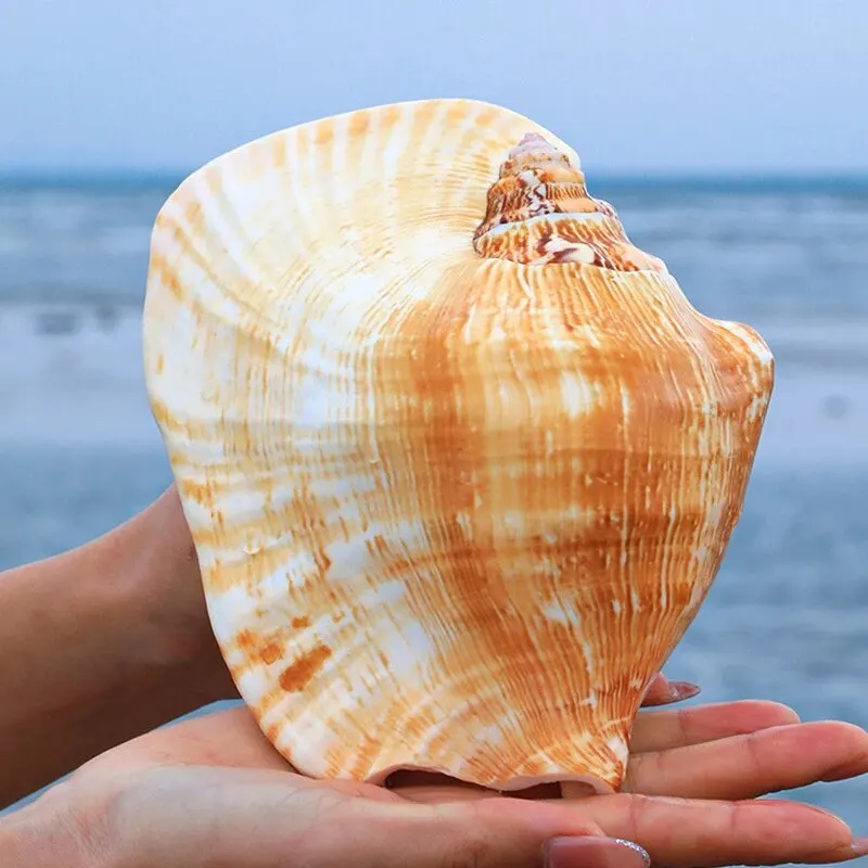 Ocean Big Size Tridacna Gigas Seashells for Home Decor